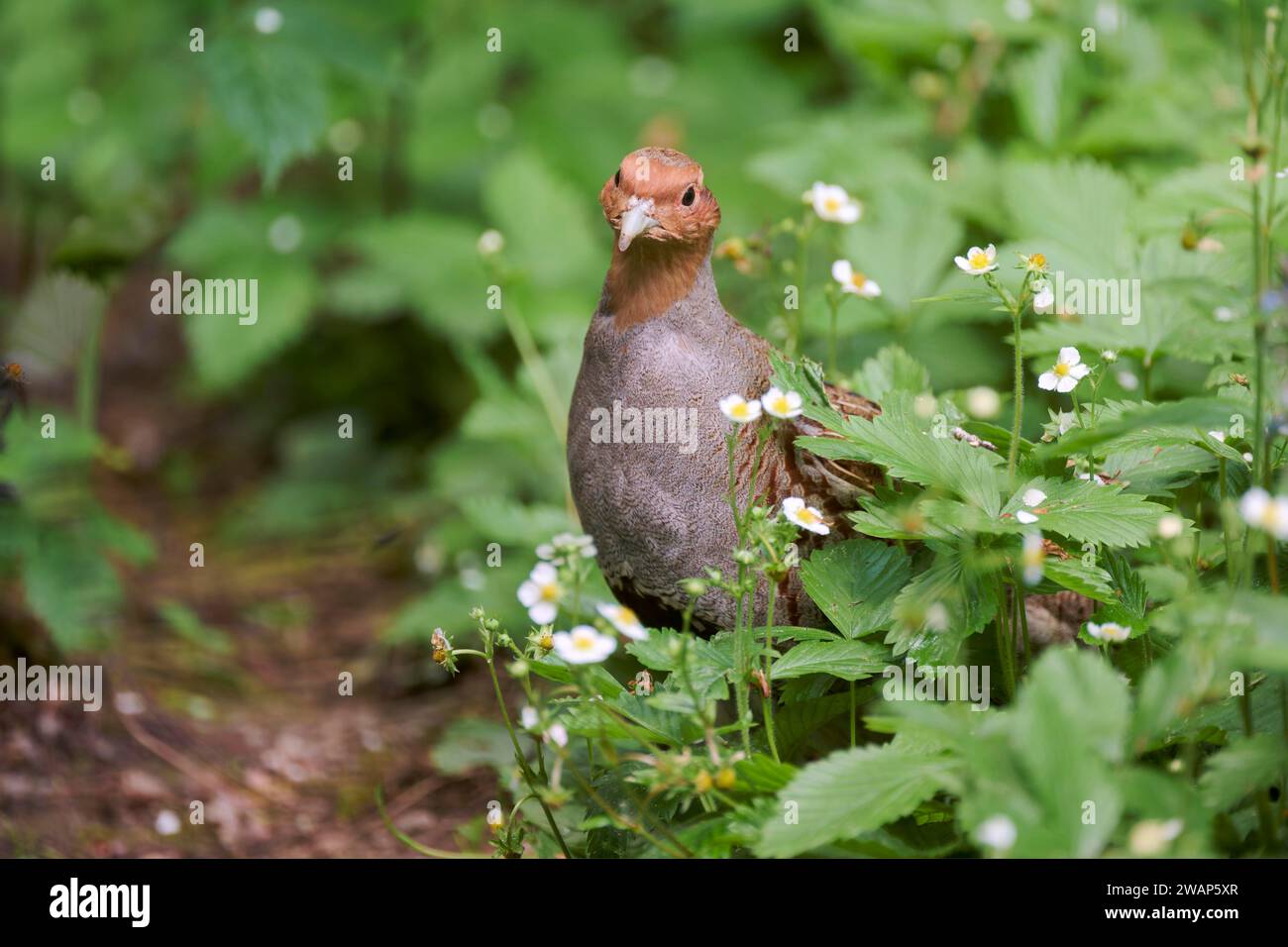 Gray partridge (Perdix perdix), Bavaria, Germany, Europe Stock Photo ...