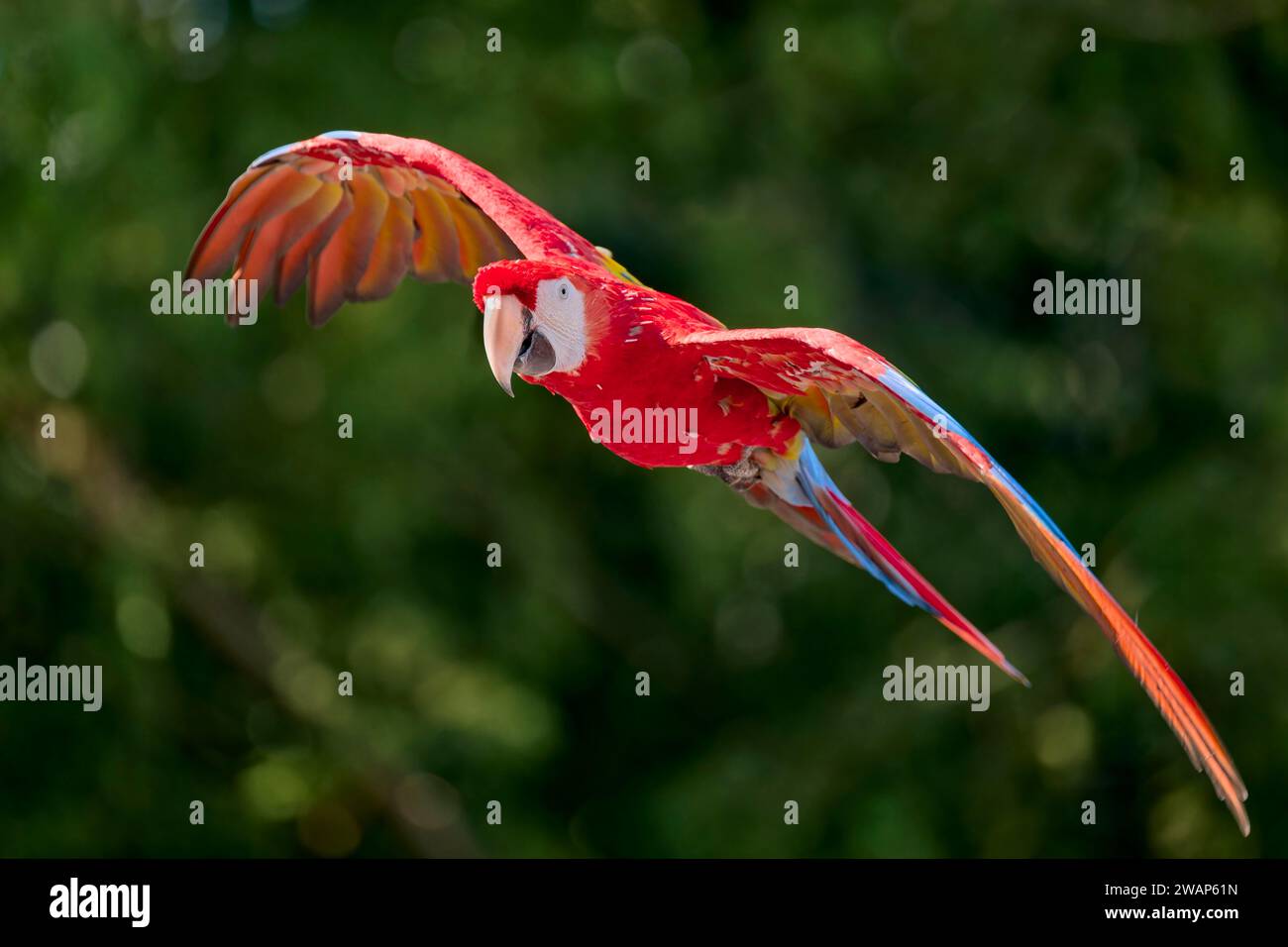 Scarlet Macaw (Ara macao) in flight, captive, Lower Saxony, Germany ...