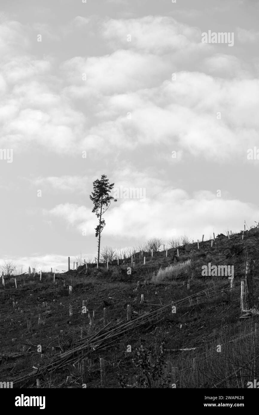 A single tree, forest dieback due to drought and bark beetles Stock ...