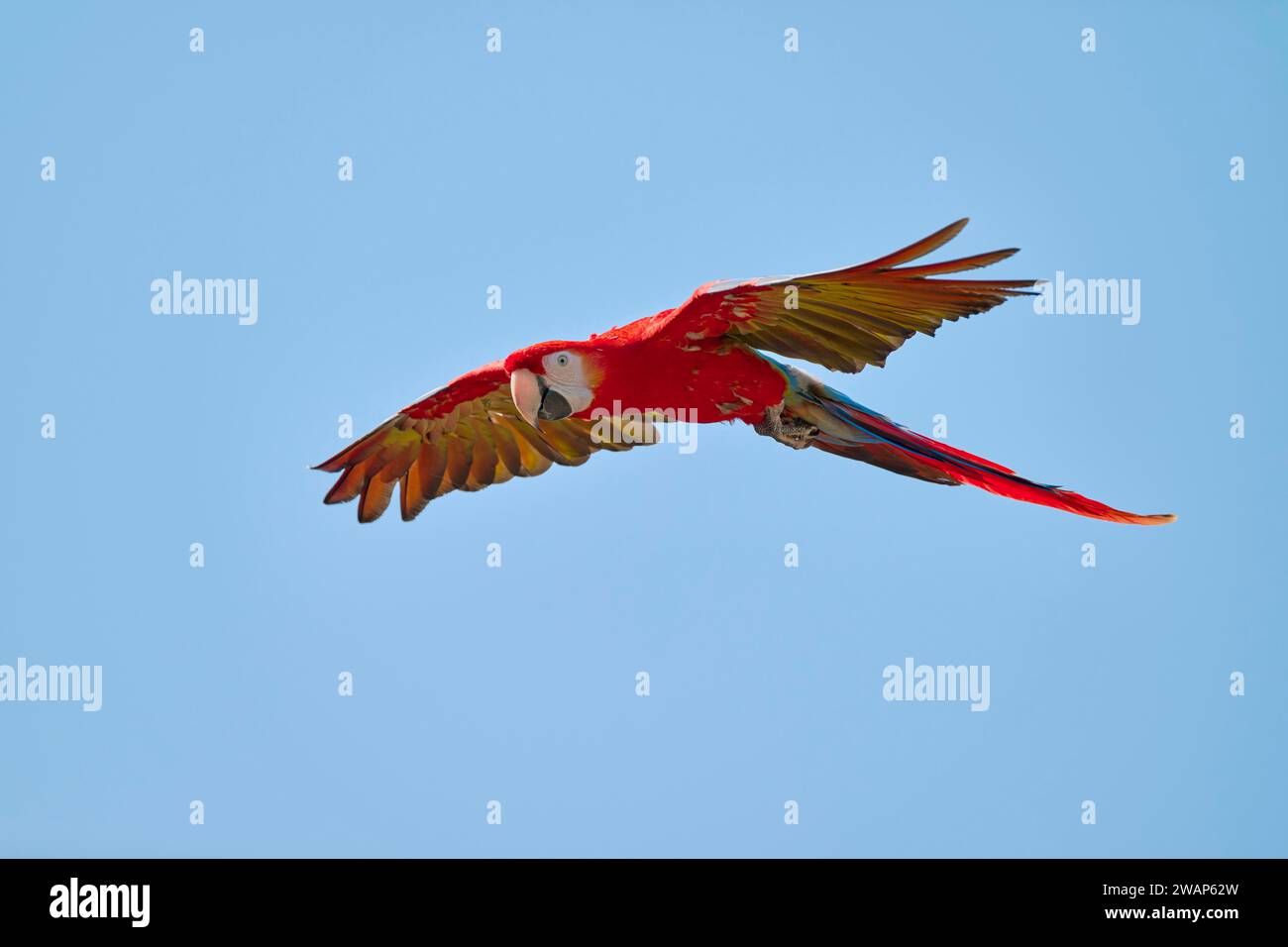 Scarlet Macaw (Ara macao) in flight, captive, Lower Saxony, Germany ...