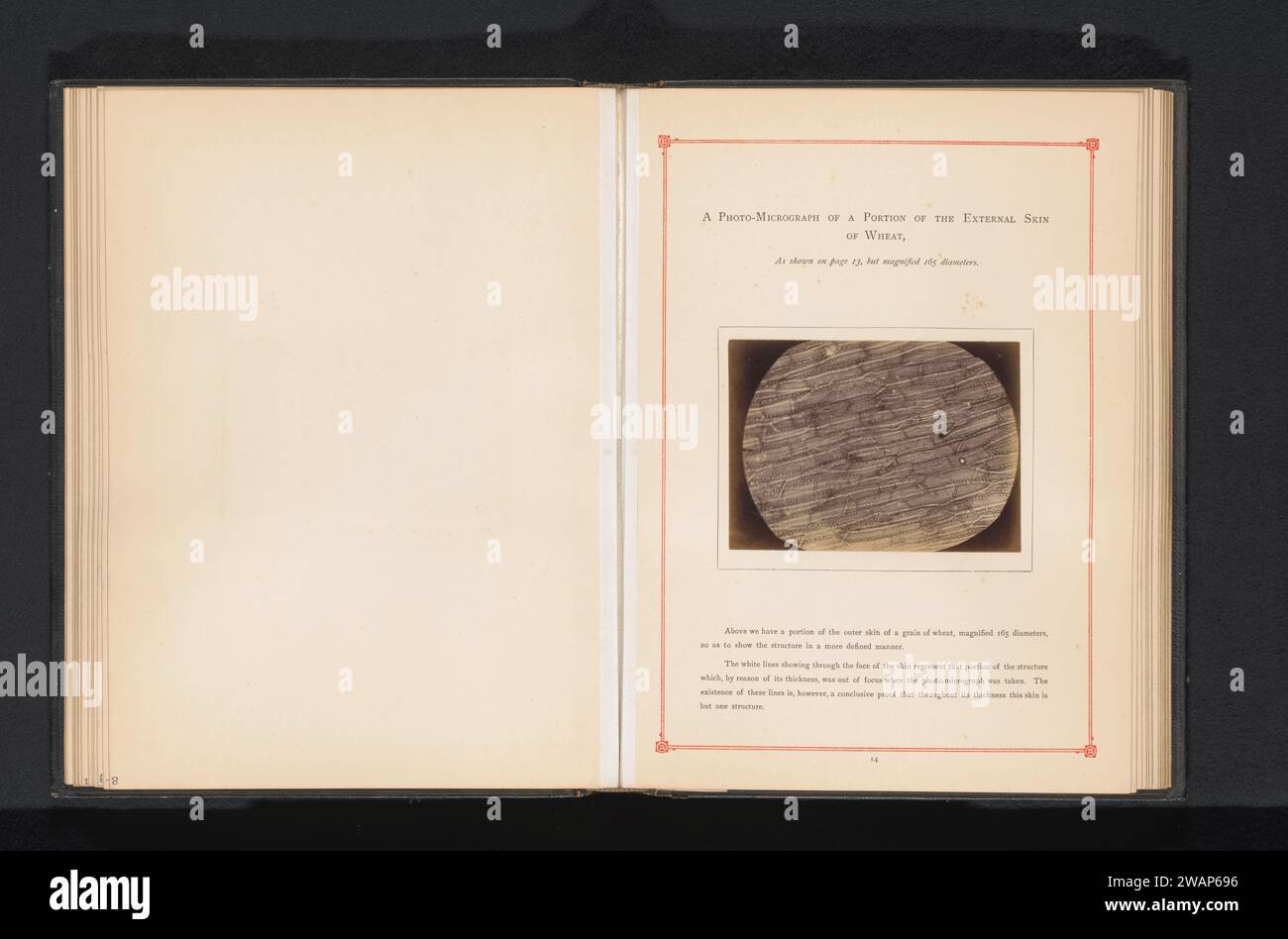 Microscope intake of the outer layer of wheat, Robert W. Dunham, c ...