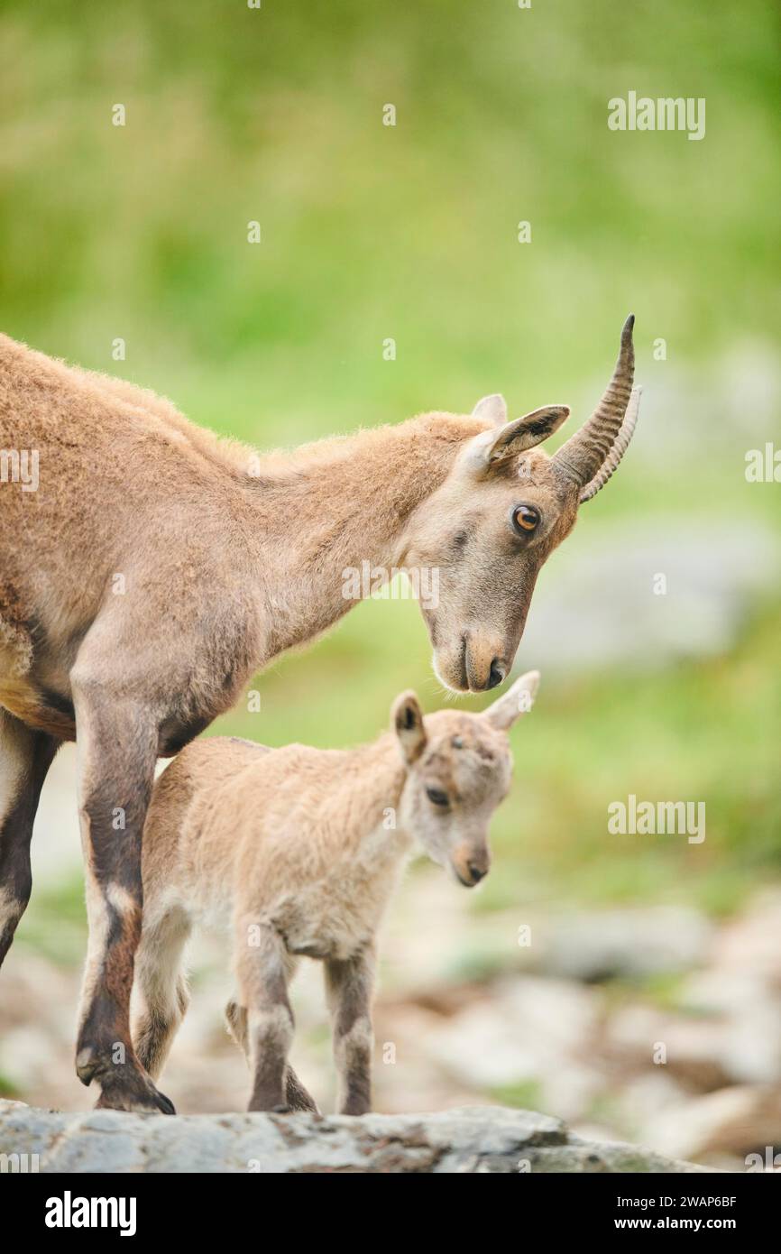 Ibex family hi-res stock photography and images - Alamy