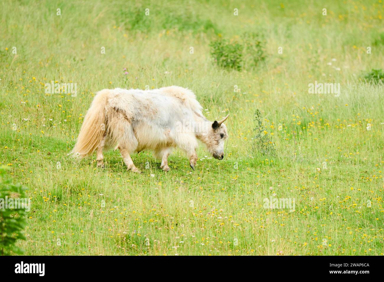 Wild yak (Bos mutus) standing on a meadow, tirol, Kitzbühel, Wildpark ...