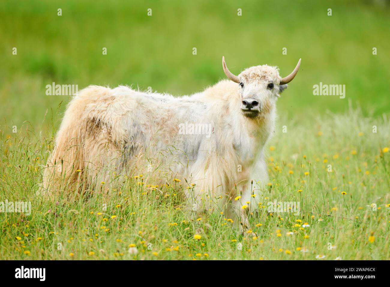 Wild yak (Bos mutus) standing on a meadow, tirol, Kitzbühel, Wildpark ...