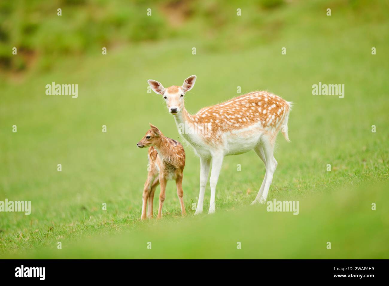 European fallow deer (Dama dama) mother with her fawn standing on a ...