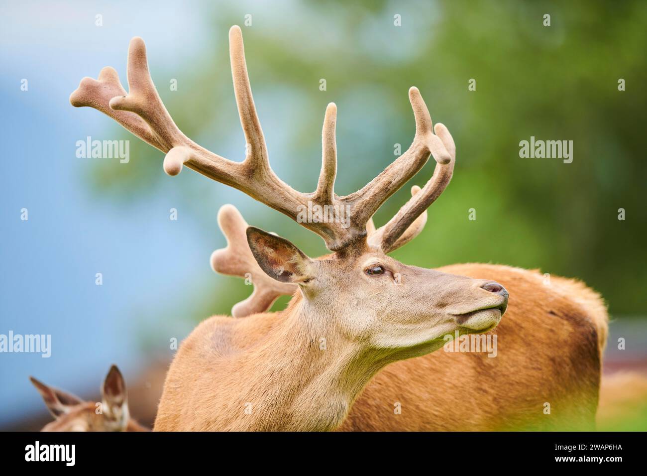 Red deer (Cervus elaphus) stag, portrait, Kitzbühel, Wildpark Aurach ...