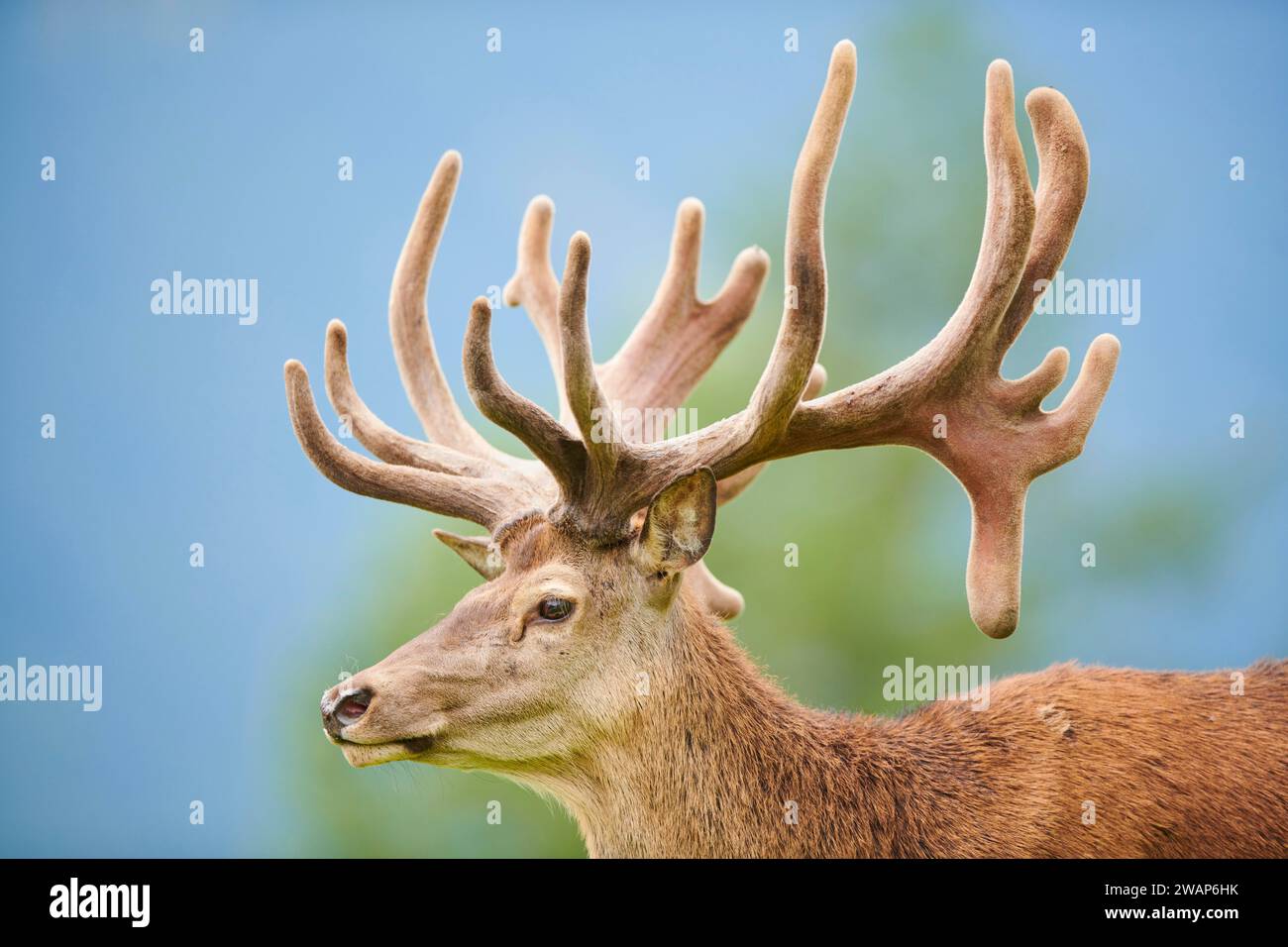 Red deer (Cervus elaphus) stag, portrait, Kitzbühel, Wildpark Aurach ...