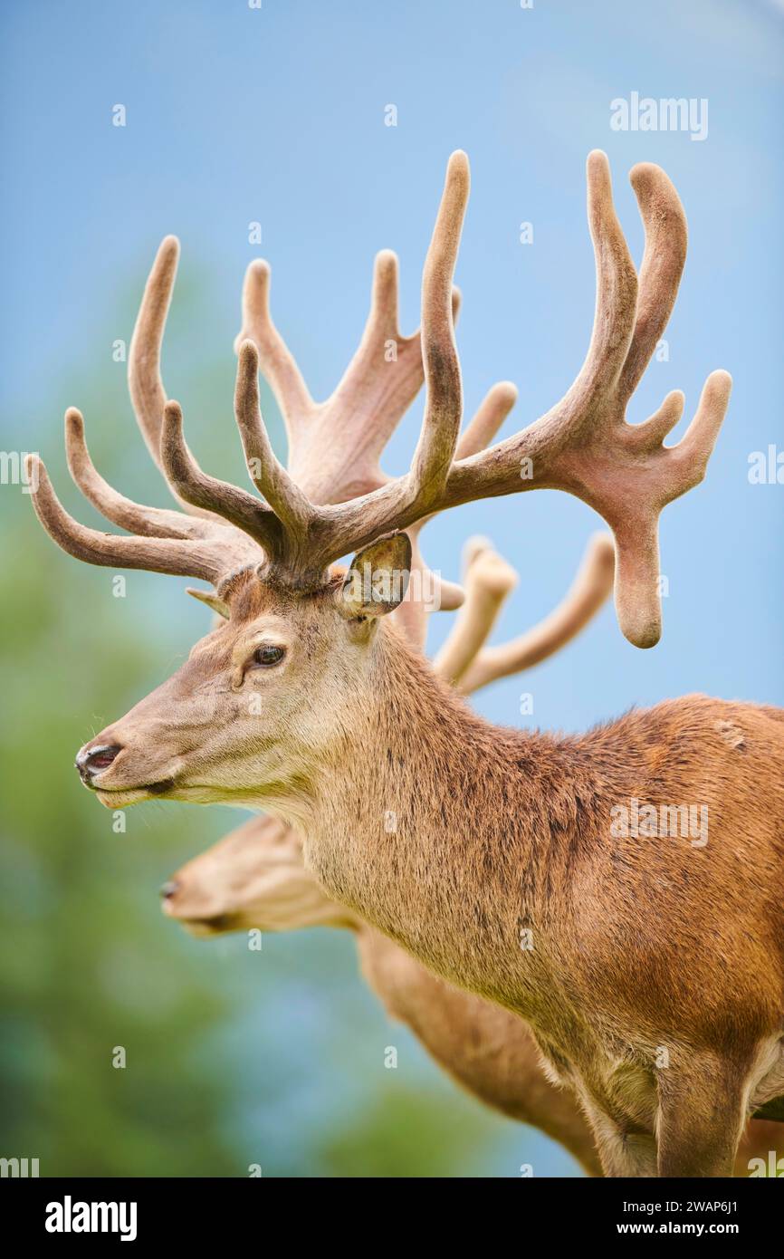 Red deer (Cervus elaphus) stag, portrait, Kitzbühel, Wildpark Aurach ...