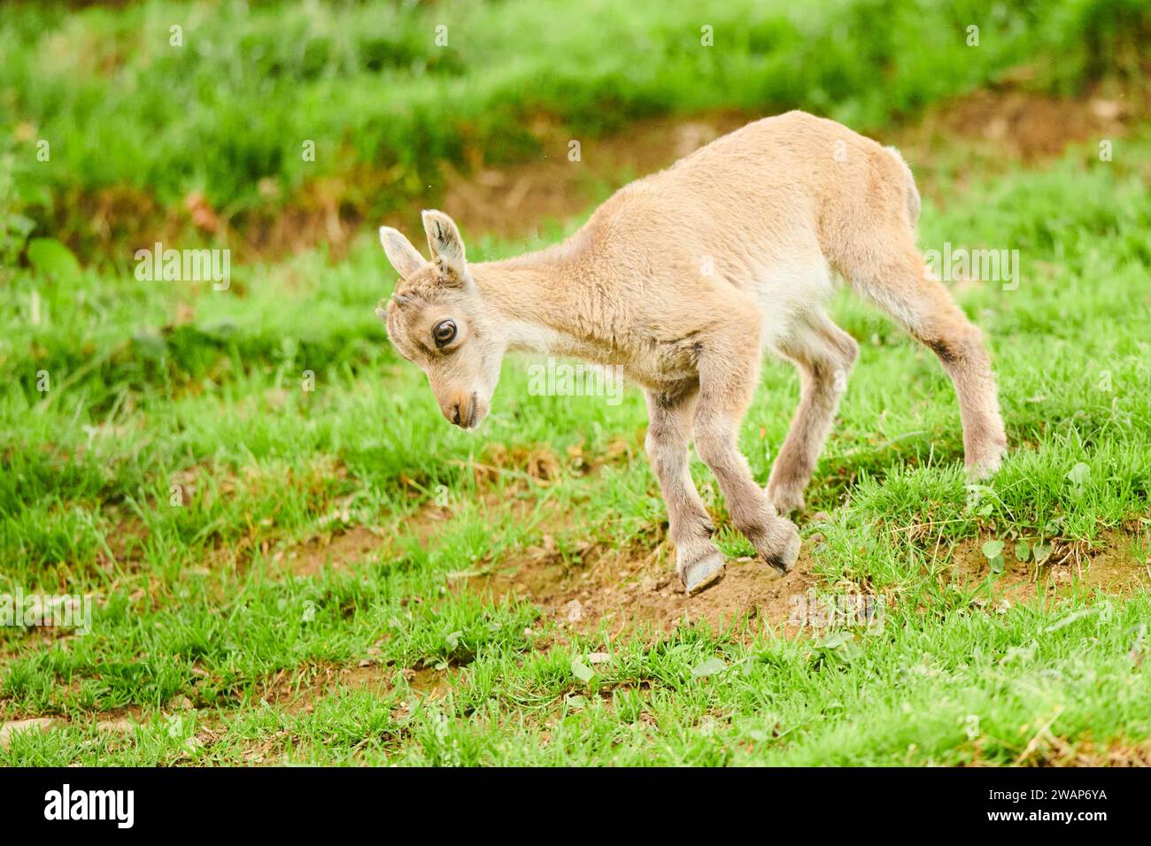 Alpine ibex (Capra ibex) youngster running on a meadow, wildlife Park ...