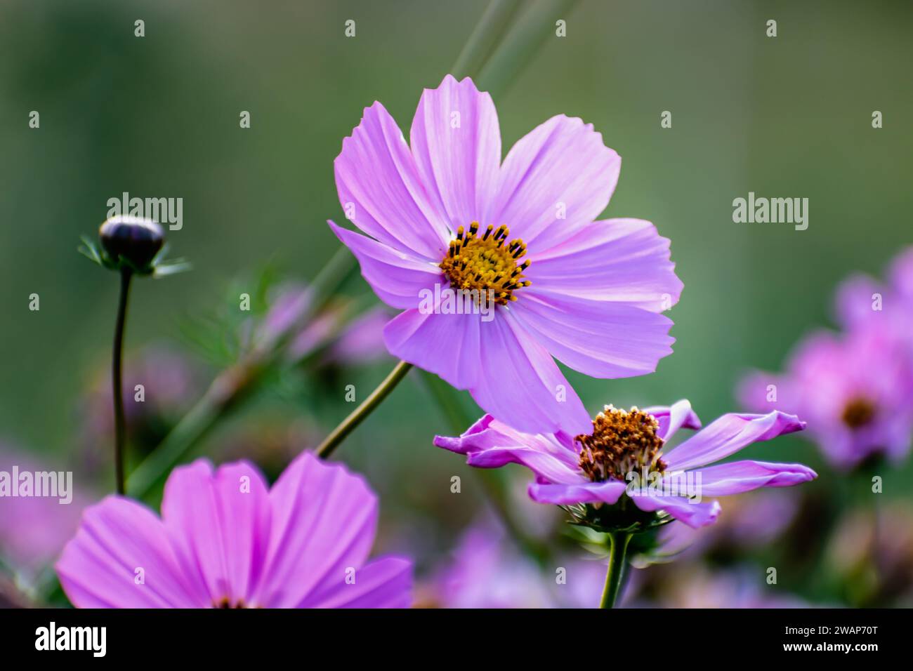 Cosmos flowers in a pretty meadow, cosmos bipinnatus or Mexican aster ...