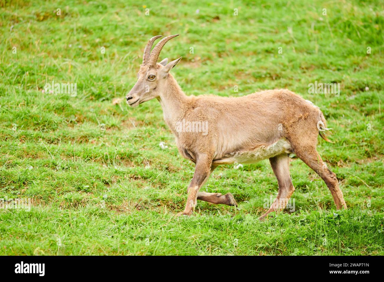 xiAlpine ibex (Capra ibex) female running on a meadow, wildlife Park ...