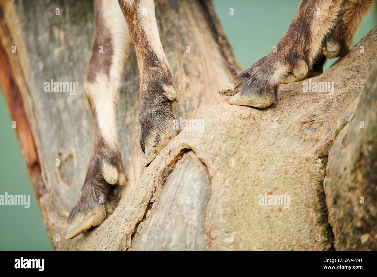 Alpine ibex foot hi-res stock photography and images - Alamy
