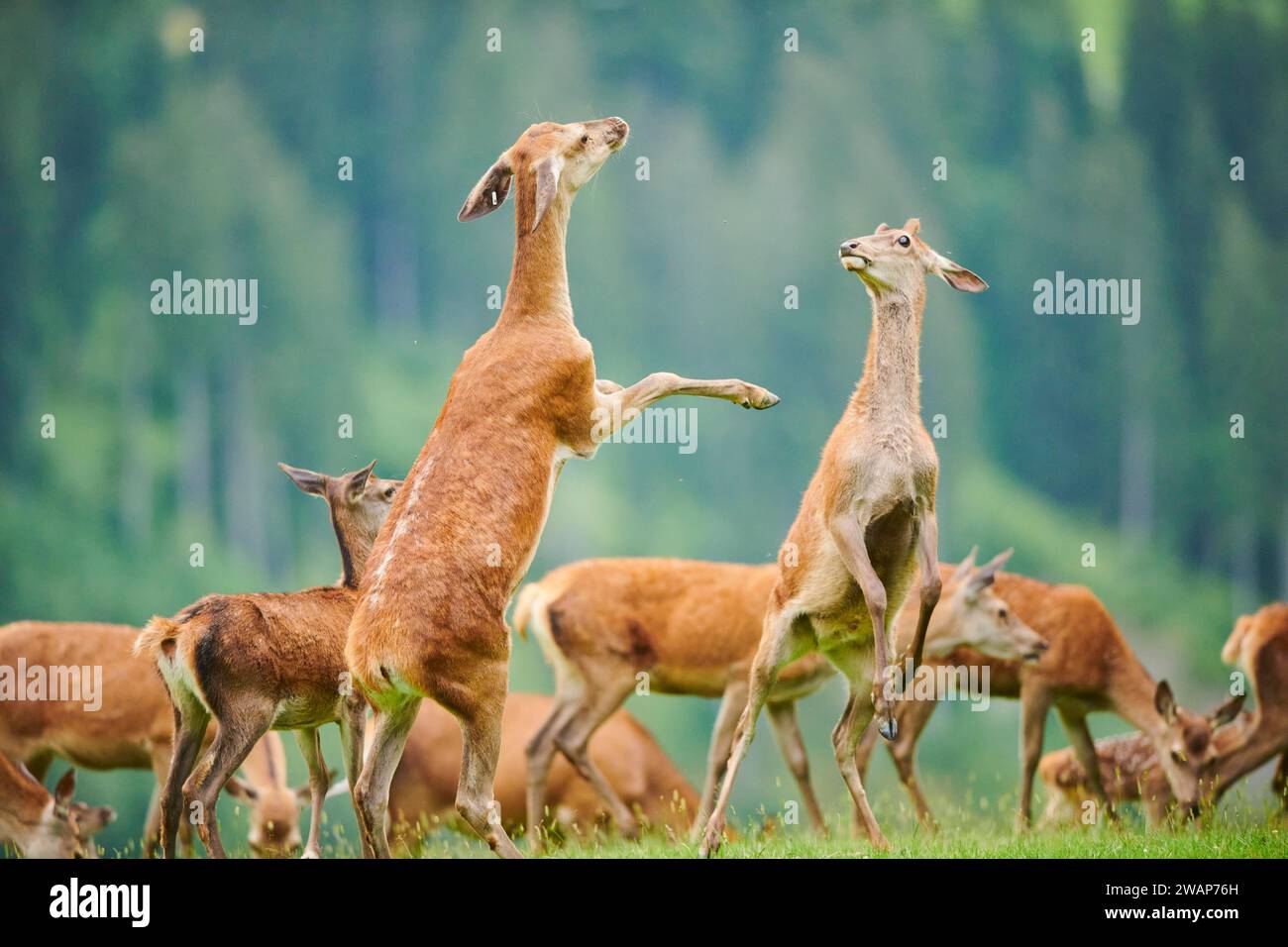 Hinds feet hi-res stock photography and images - Alamy