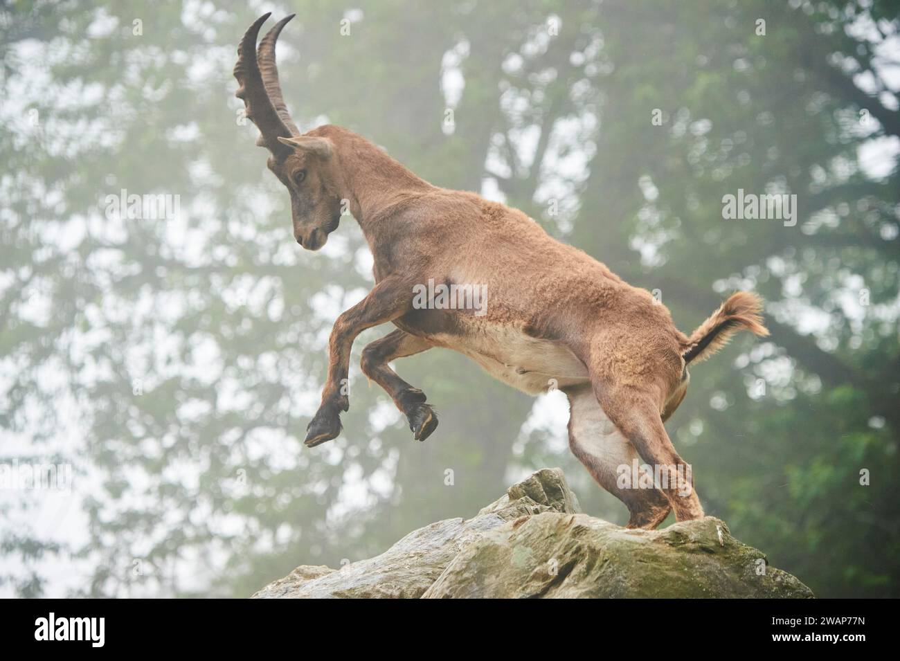 Alpine ibex (Capra ibex) male jumping in the air, playing, wildlife ...