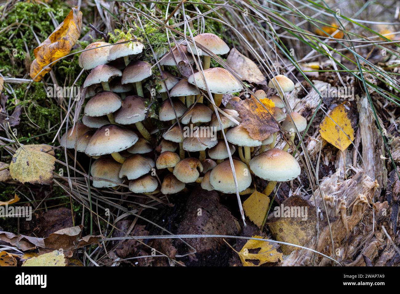 Sulphur head hi-res stock photography and images - Alamy