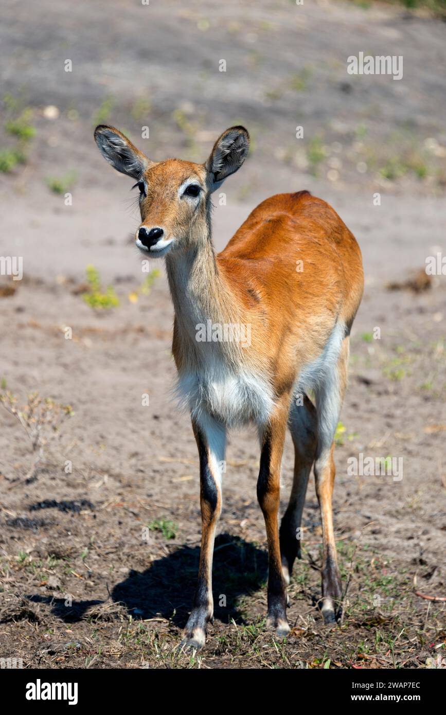 A lechwe (Kobus leche) with erect ears looking into the camera, lechwe ...