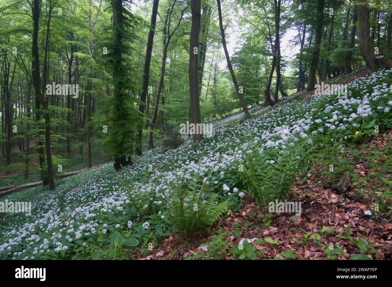 Ramson (Allium ursinum), North Rhine-Westphalia, Germany, Europe Stock ...