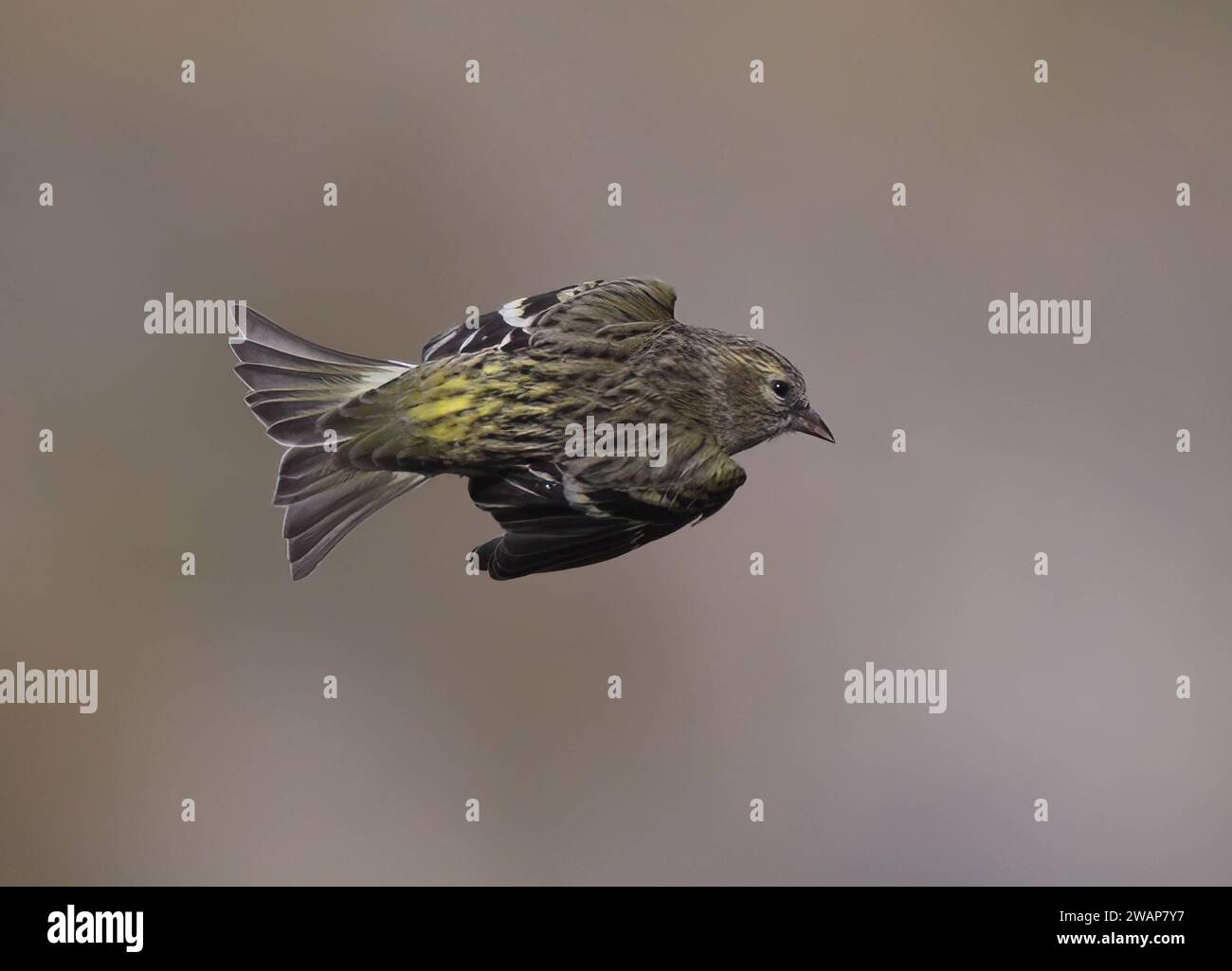 Siskin images hi-res stock photography and images - Alamy