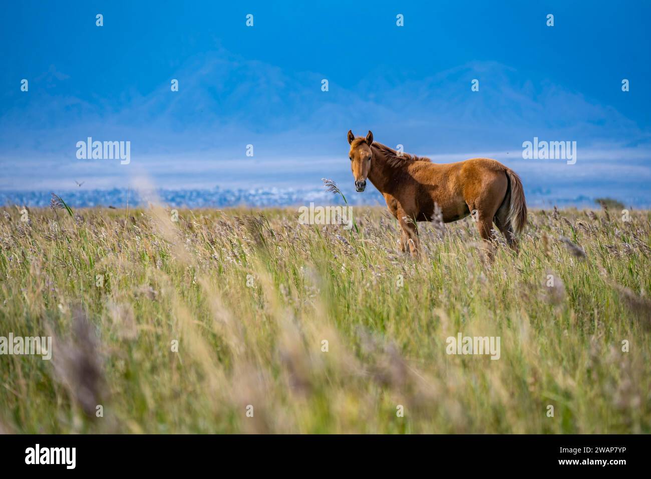 A black and a chestnut horse cavort in a spacious meadow, Yssykköl ...
