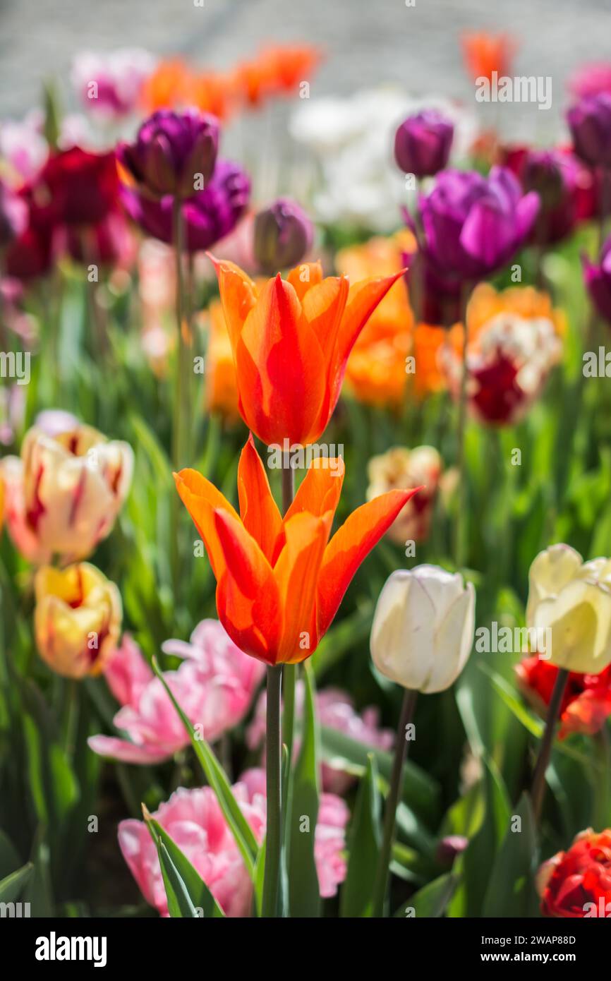 Postcard beauty hi-res stock photography and images - Alamy