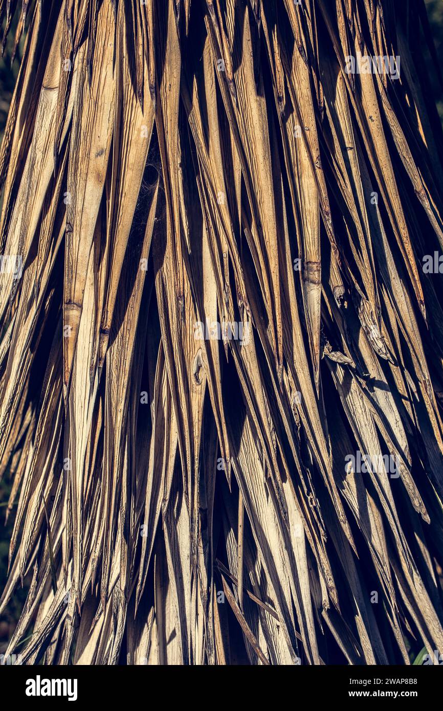 Autumn tree leaves texture background. leaf background texture Stock ...