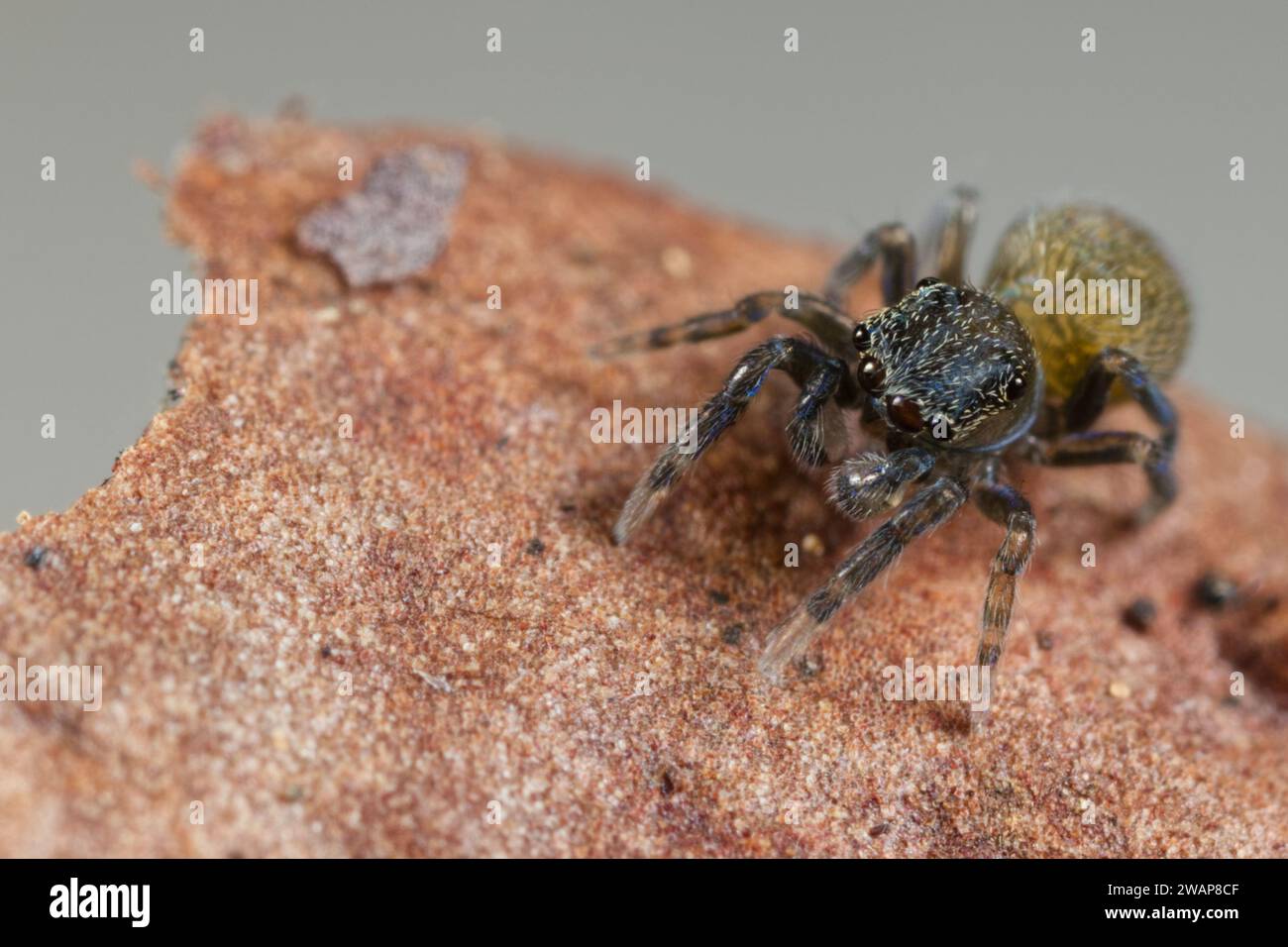 Neon spider hi-res stock photography and images - Alamy