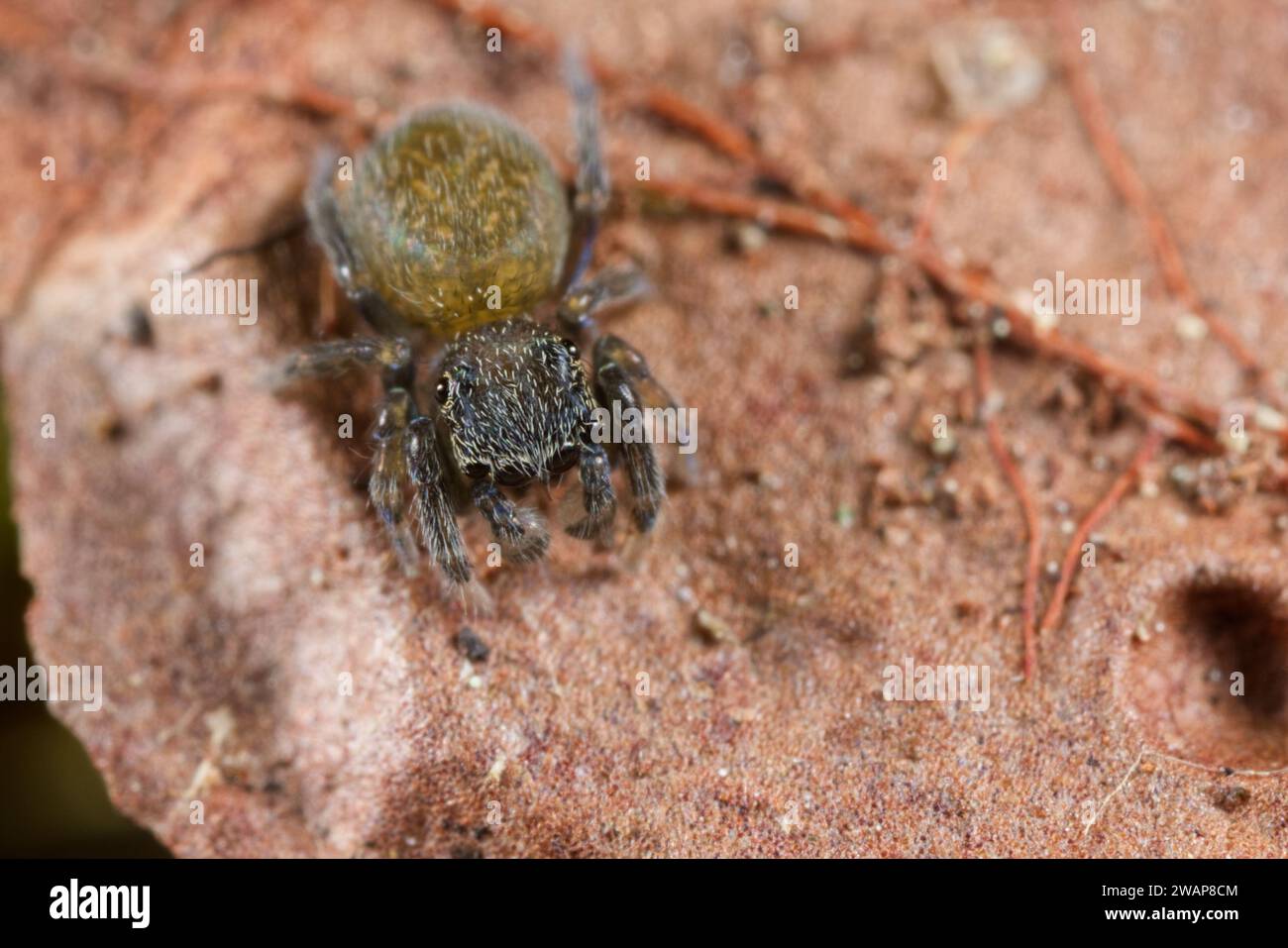Neon spider hi-res stock photography and images - Alamy
