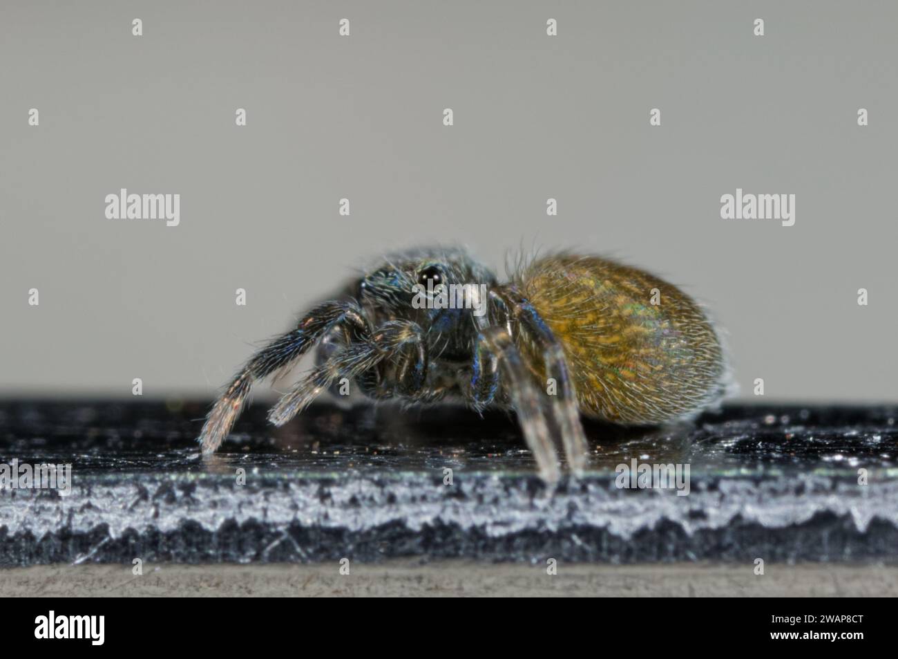 Neon spider hi-res stock photography and images - Alamy