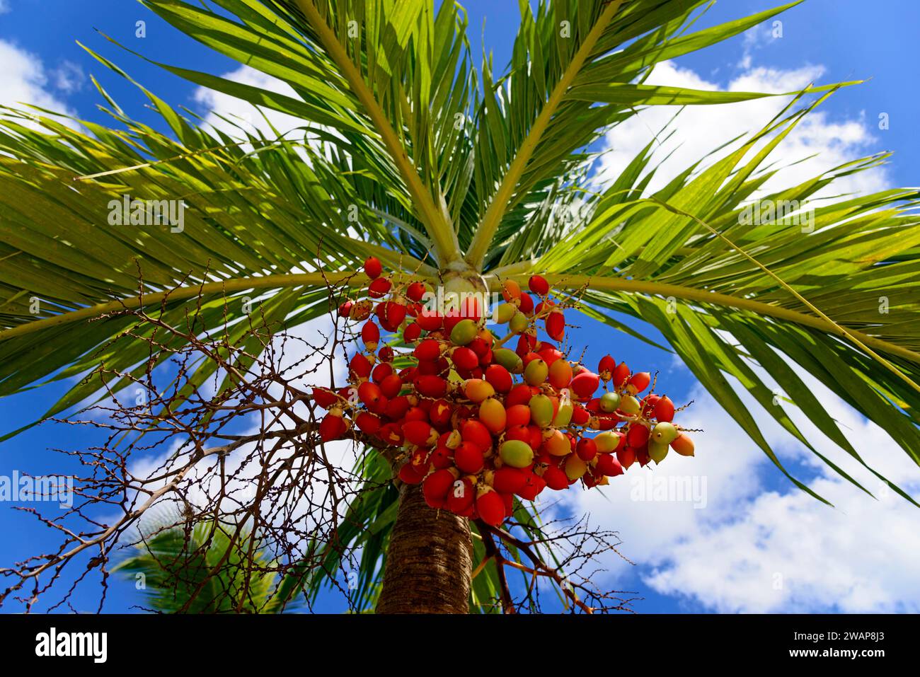 Manila palm hi-res stock photography and images - Alamy