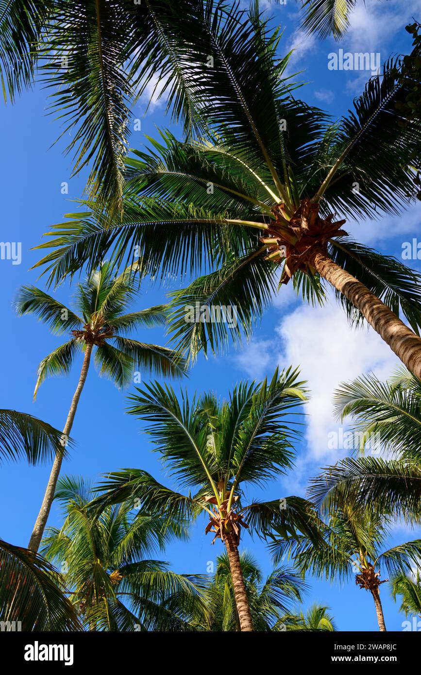 View upwards of tall palm trees against a clear blue sky in a tropical ...