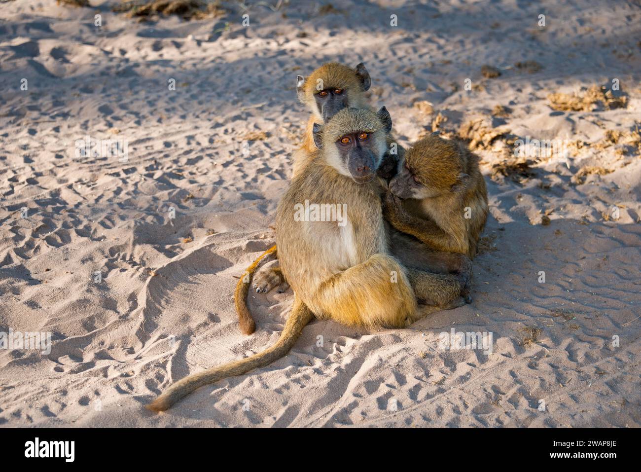 Three baboons sitting together in the sand while radiating a sense of ...