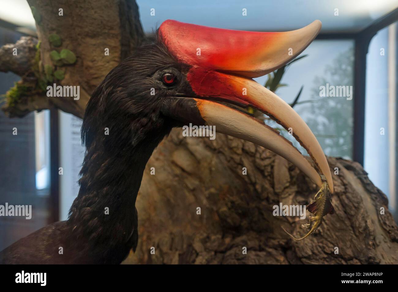 Rhinoceros hornbill (Buceros rhinoceros) in the Natural History Museum ...