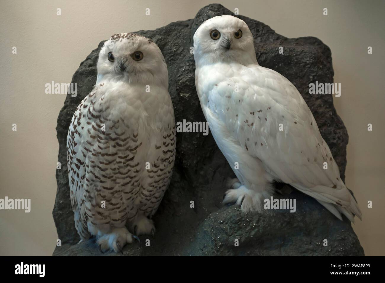 Snowy owls (Nyctea scandiaca), Natural History Museum, opened 1889 ...