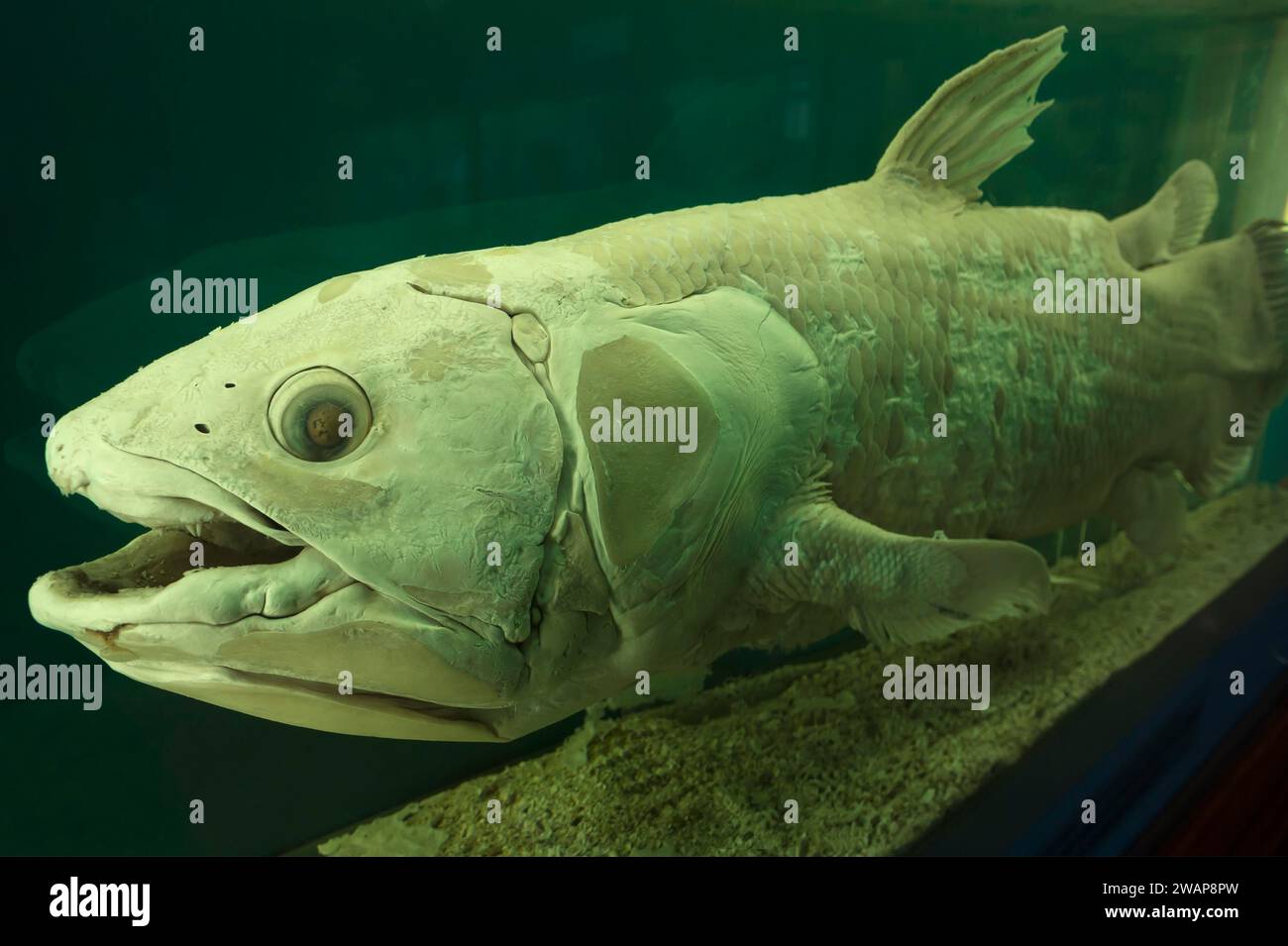 West indian ocean coelacanth (Latimeria chalumnae), Natural History ...