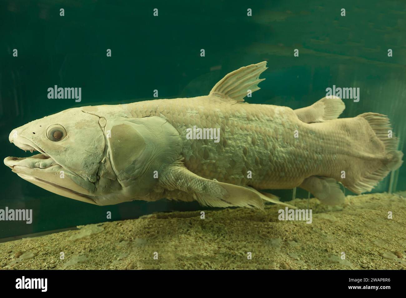 West indian ocean coelacanth (Latimeria chalumnae), Natural History ...