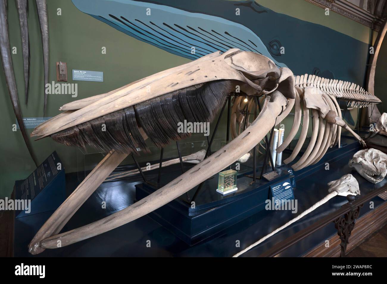 Skeleton of a fin whale (Balaenoptera physalus), Natural History Museum ...