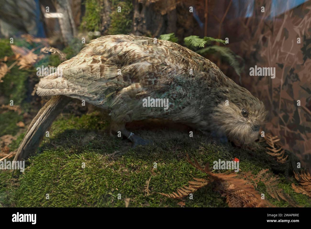 Owl parrot or kakapo (Strigops habroptilus), Natural History Museum ...