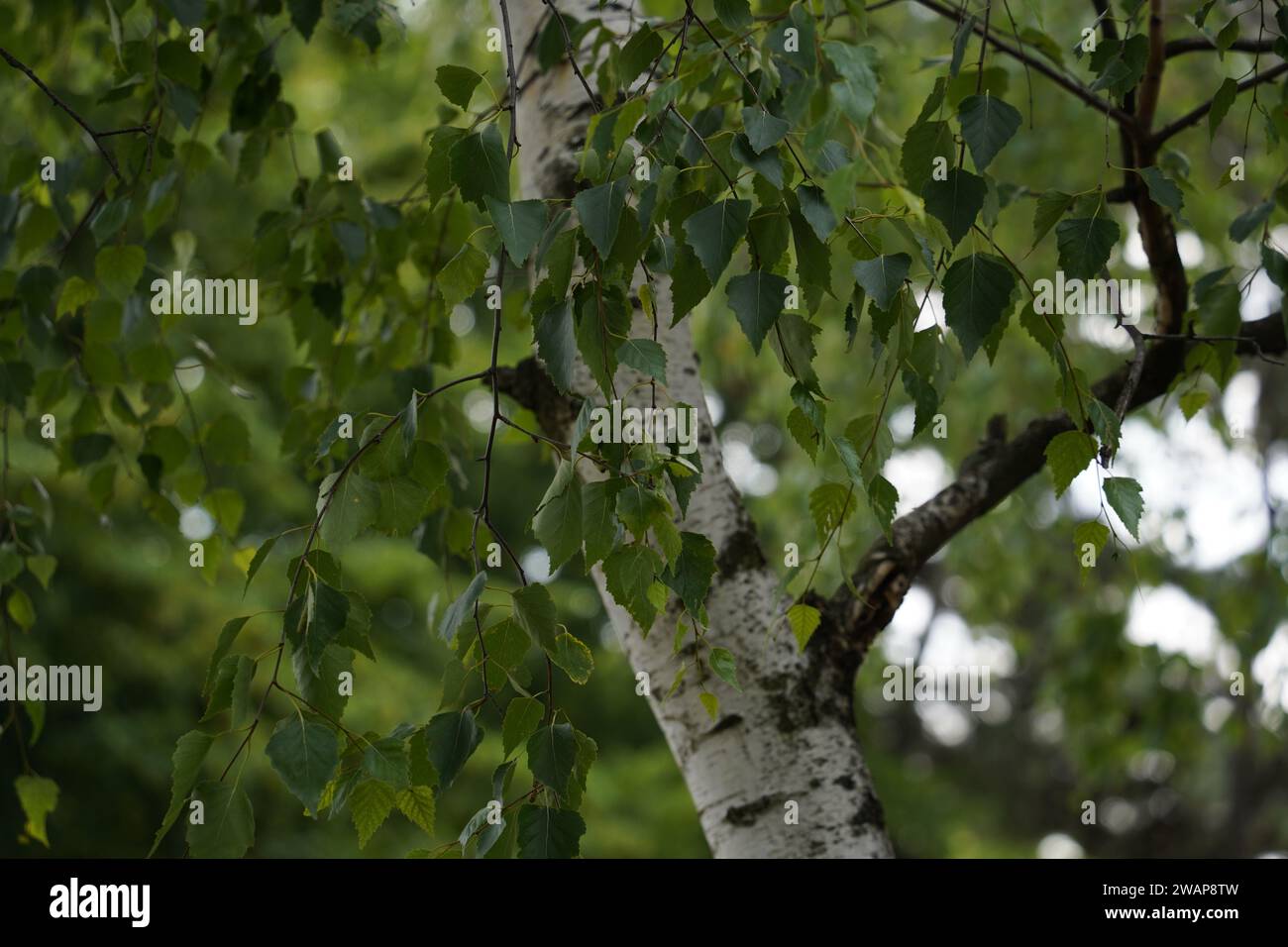 Blooming Birch tree in a sunny spring day. Young bright green leaves on ...