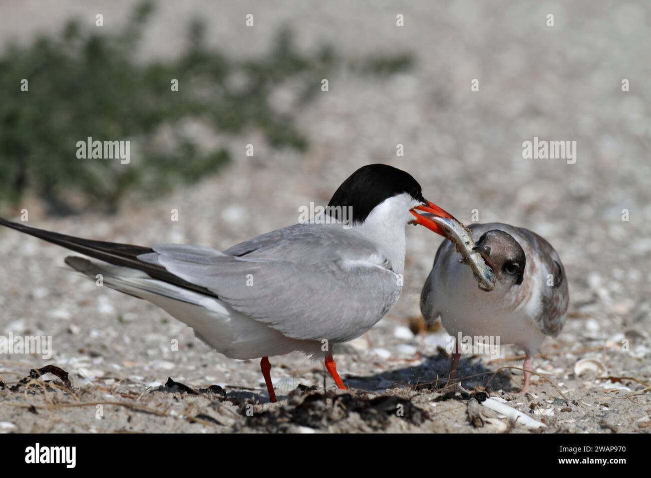 Common Tern (Sterna hirundo), feeding a juvenile, adult bird giving ...