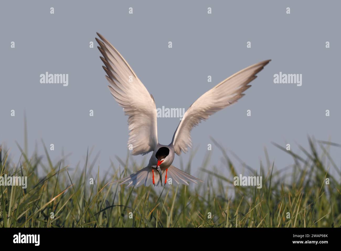 Common Tern (Sterna hirundo), in flight with fish in its beak, Lower Saxon Wadden Sea National ...