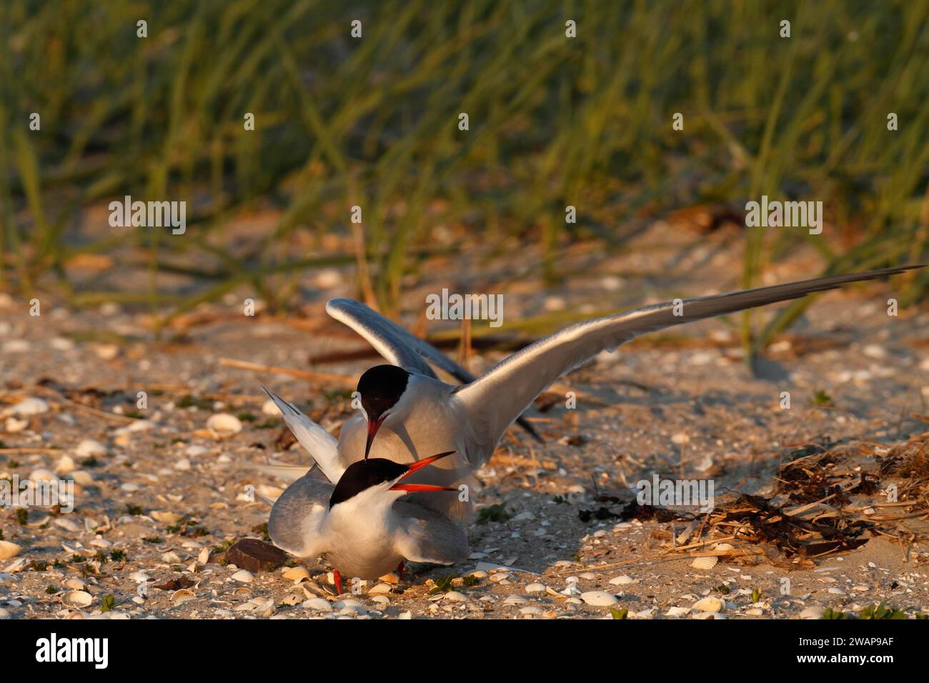 Common Tern (Sterna hirundo), copula, mating in the evening light in ...