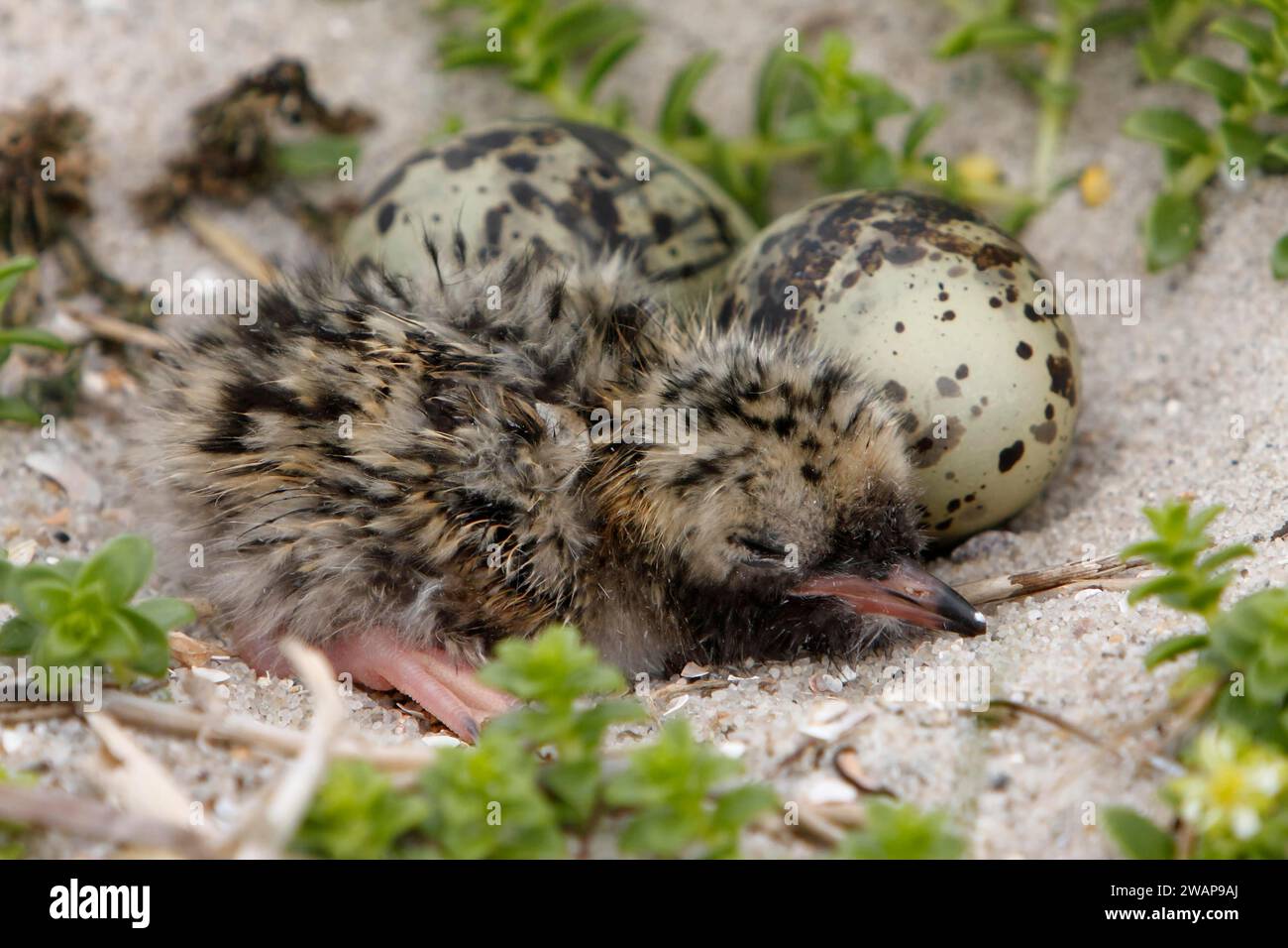 Common Tern (Sterna hirundo), newly hatched young bird, jumper, young ...