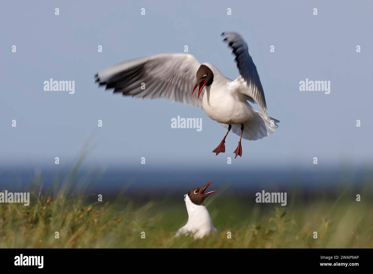 Black-headed Black-headed Gull (Chroicocephalus ridibundus), pair ...