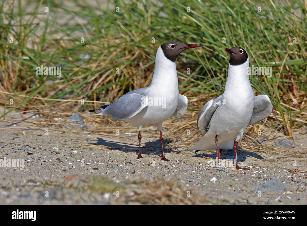 Black-headed Black-headed Gull (Chroicocephalus ridibundus), pair ...