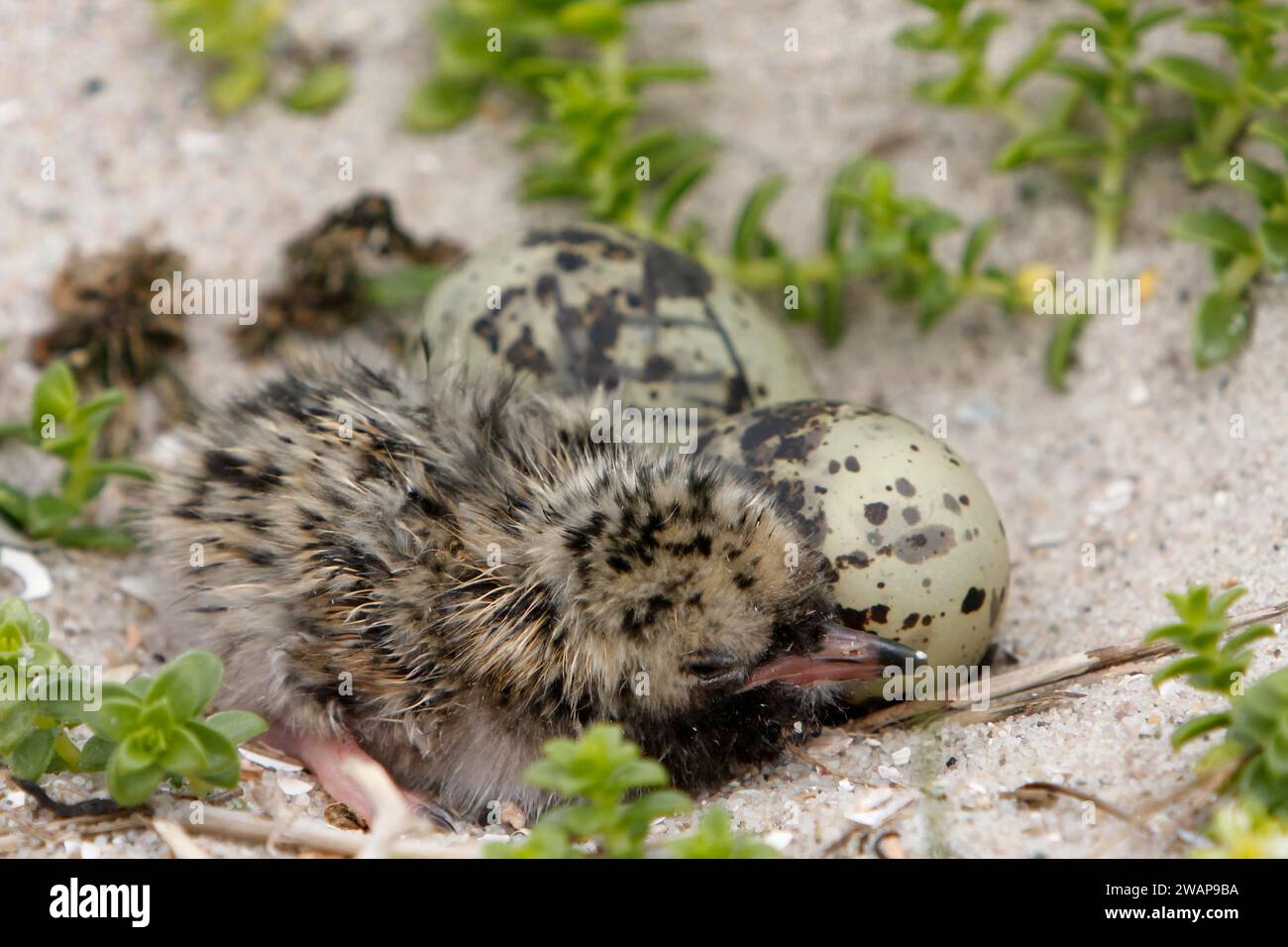 Common Tern (Sterna hirundo), newly hatched young bird, jumper, young ...