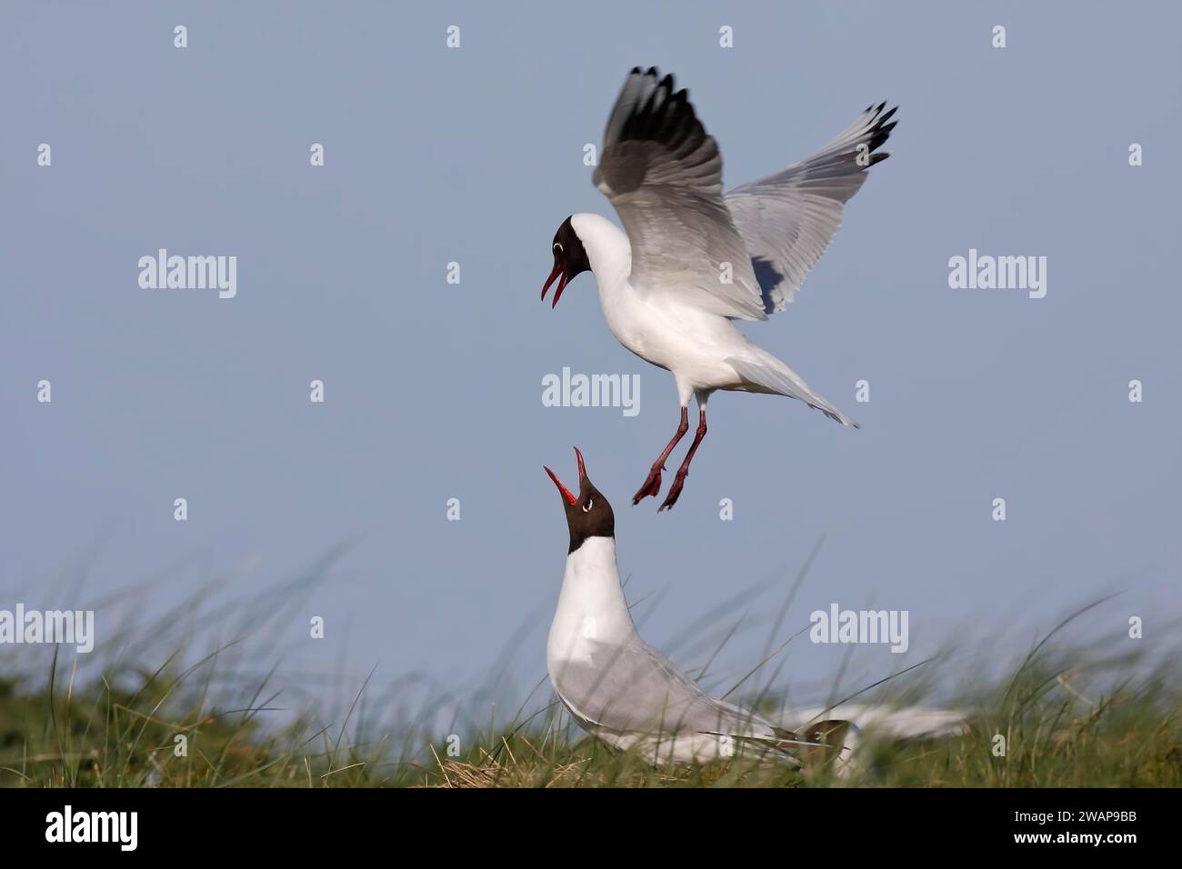 Black-headed Black-headed Gull (Chroicocephalus ridibundus), pair ...