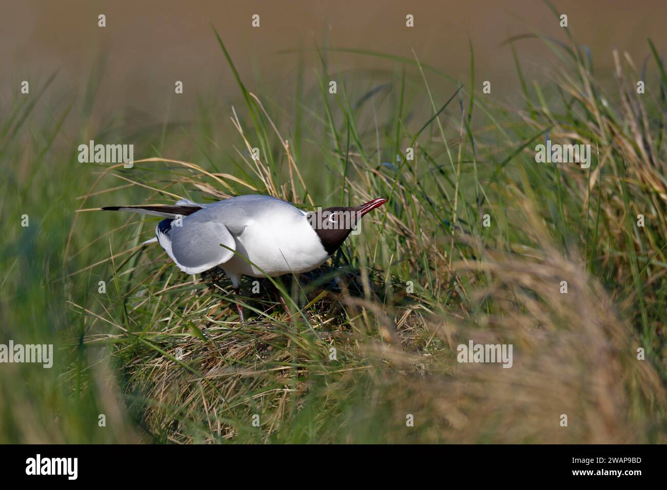 Black-headed Black-headed Gull (Chroicocephalus ridibundus), individual ...