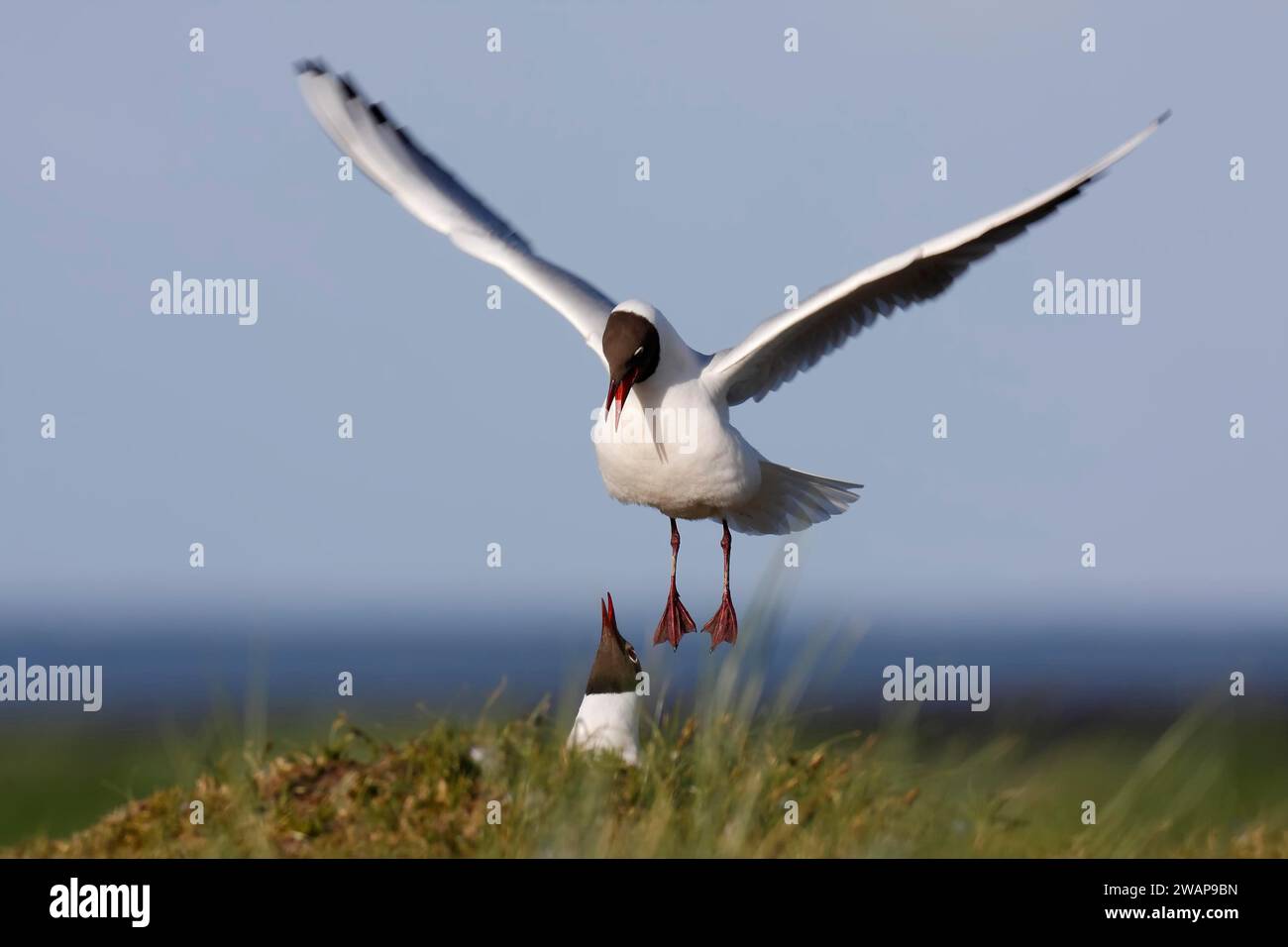 Black-headed Black-headed Gull (Chroicocephalus ridibundus), pair ...