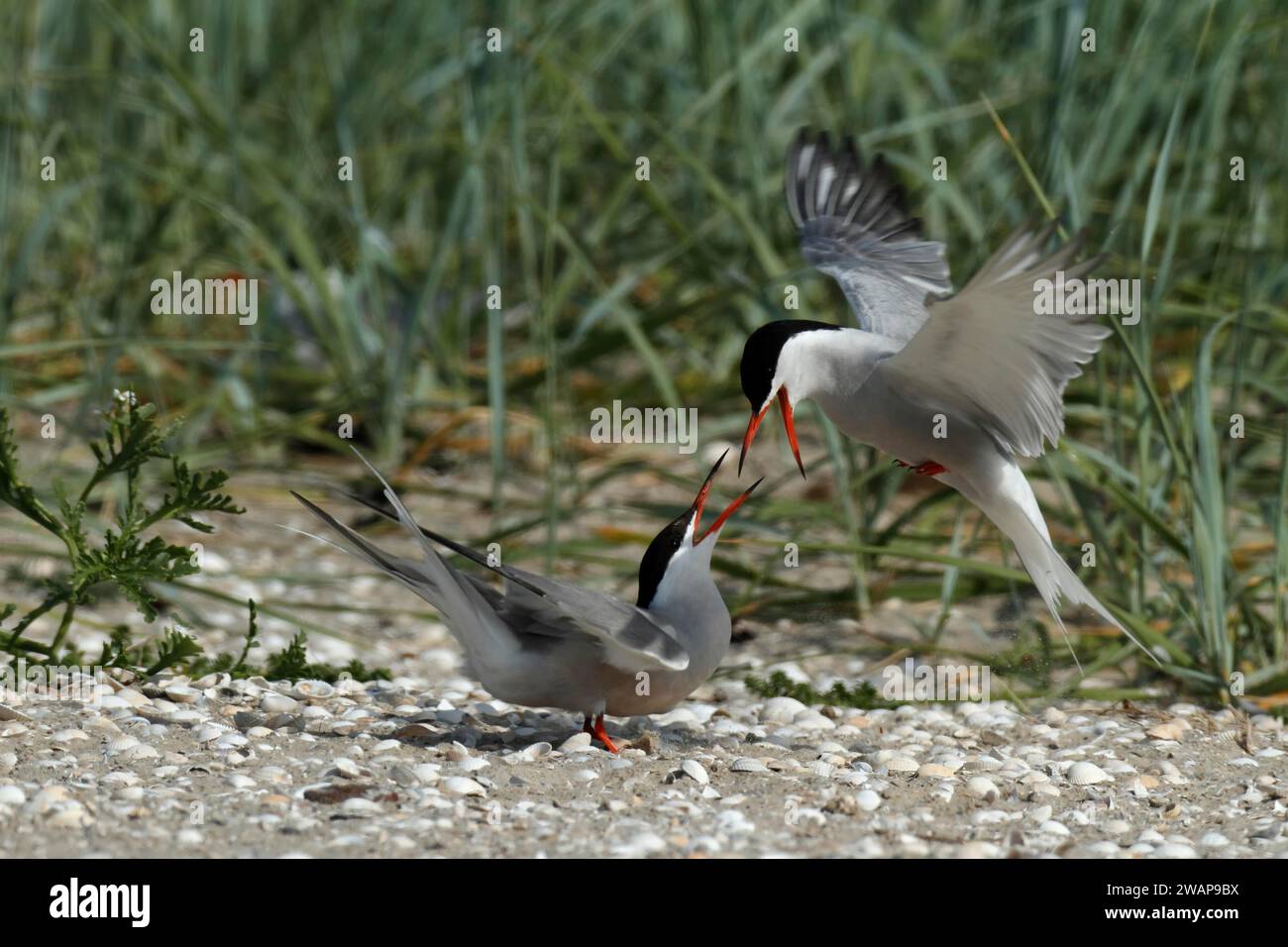 Common Tern (Sterna hirundo), territorial fight of a pair in the colony ...