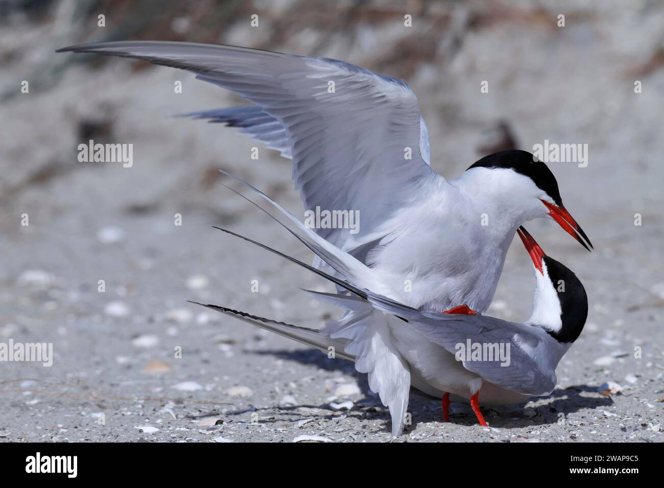 Common Tern (Sterna hirundo), copula, mating in front of the colony, Lower Saxon Wadden Sea ...